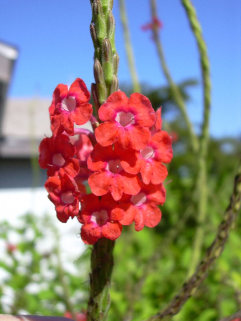 Porterweed Coral, Pink or Red – Port St. Lucie Botanical Gardens