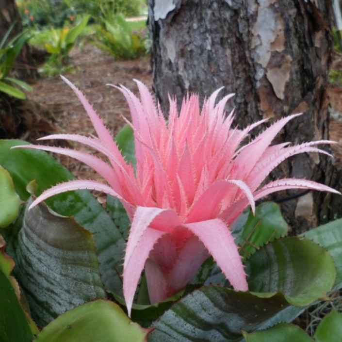 Bromeliad Island – Port St. Lucie Botanical Gardens