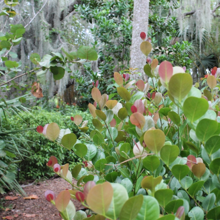 Native Plant & Florida Friendly Garden – Port St. Lucie Botanical Gardens